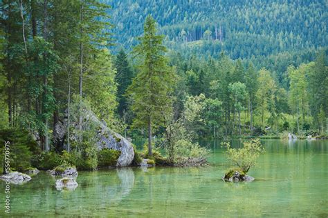 Fotografia Do Stock Norway Spruce Picea Abies Trees At Lake