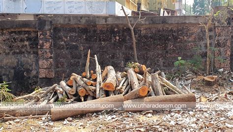 കസരകട ഗവ ഹയരസകകണടറ സകളല അനധകത മരമറ അനവഷണ തടങങ