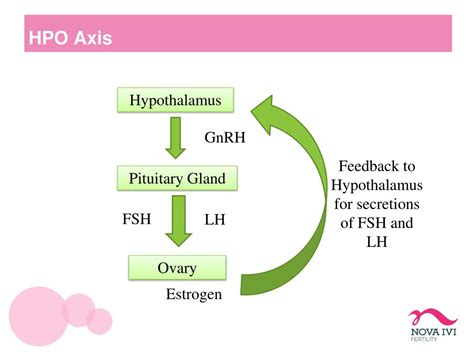 Ppt Endocrine System Powerpoint Presentation Free Download Id 7619735