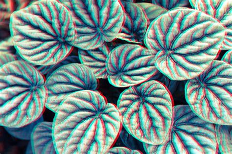 Tekstur Daun Atau Latar Belakang Daun Untuk Desain Motif Daun Yang