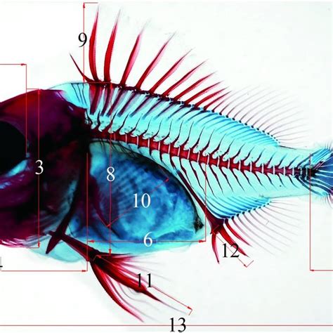 Allometric Growth Curve Of Body Parts In Larval And Juvenile Crimson