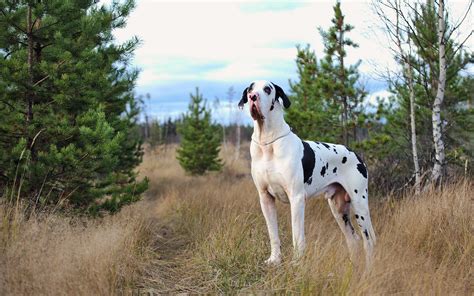 Great Dane Wallpapers 37 Images Wallpapercat