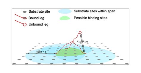 Multivalent Diffusive Transport The Journal Of Physical Chemistry B