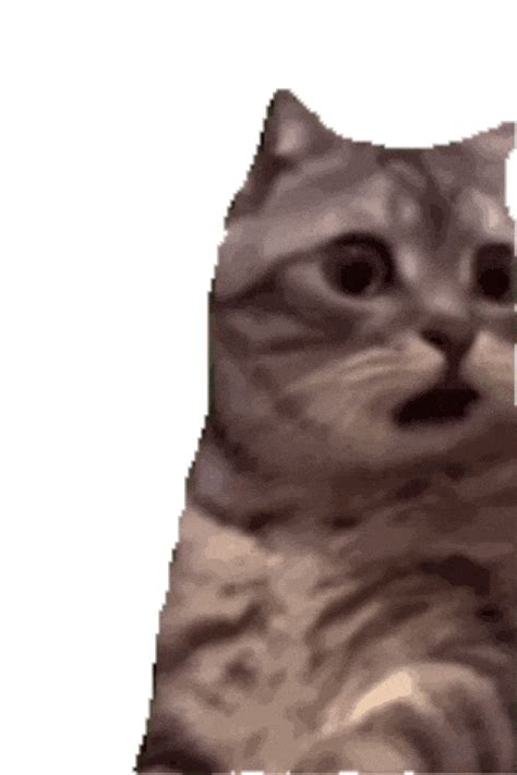 震惊！猫咪瞪大双眼张大嘴巴，表情惊讶的可爱模样 超全猫meme表情包 大司马笑表情包表情包图片动图 求表情网斗图从此不求人