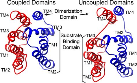 Loop 3 Is Responsible For Coupling Substrate Binding With Dimerization