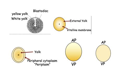 Oocyte Classification Diagram Quizlet