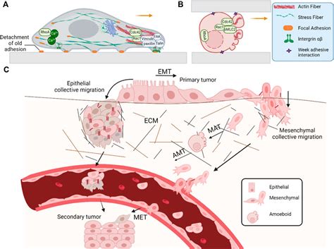 Frontiers Plasticity In Cell Migration Modes Across Development Physiology And Disease