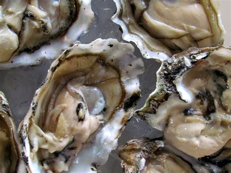 The World Is My Oyster Ron Mitchell Adventure Blog