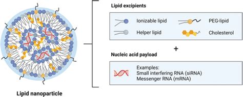 Lipid Nanoparticle Architecture Structural Configuration And Key