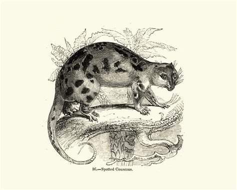 Best Cuscus Animal Illustrations Royalty Free Vector Graphics And Clip