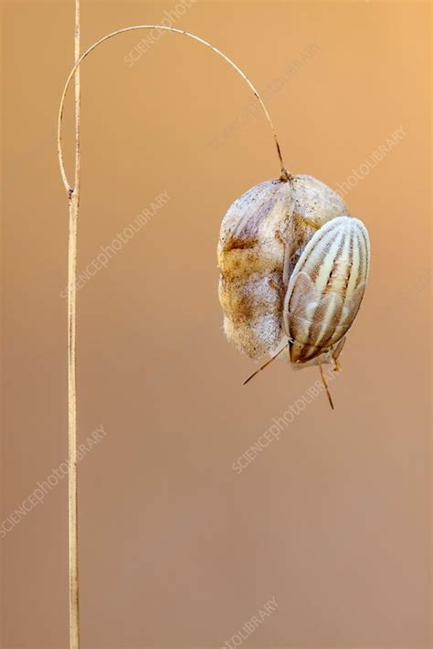 Immature Shield Bug Stock Image C029 9191 Science Photo Library