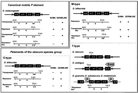 Structure And Transcription Patterns Of Various P Element Types The Download Scientific