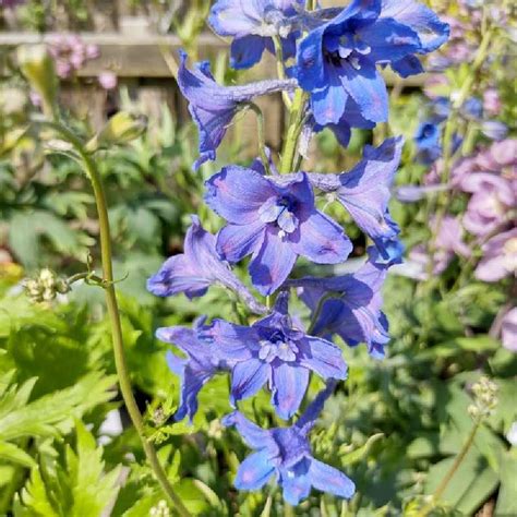 Dauphinelle Delphinium Belladonna ‘piccolo‘ Vivace