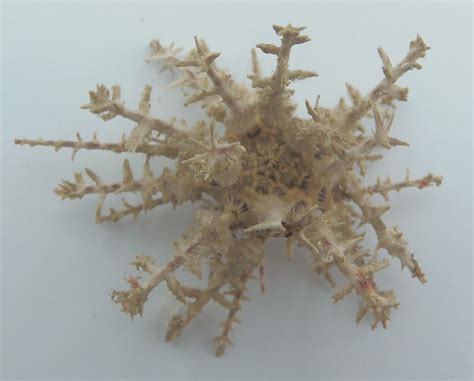 Echinoderms Sea Urchin Goniocidaris Florigera Taxidermy Oddities Etsy