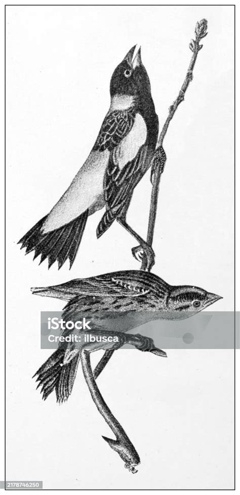 Antique Image Bird Male And Female Bobolink Stock Illustration