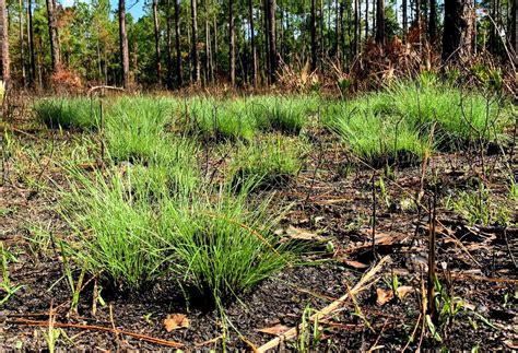 Wiregrass Blog Oct 15 — Ecology On Fire