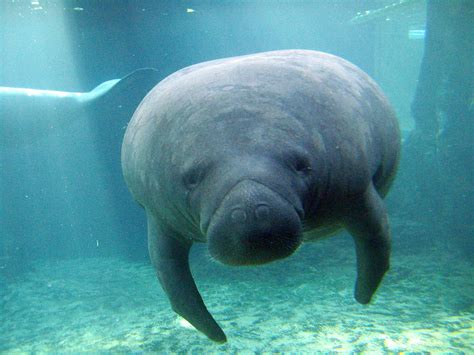 Manatee Wallpapers Wallpaper Cave