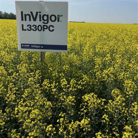 New Canola Hybrids For 2025 Grainews
