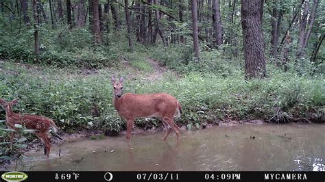 Aquatic Food Plots Aqautic Biologists Inc