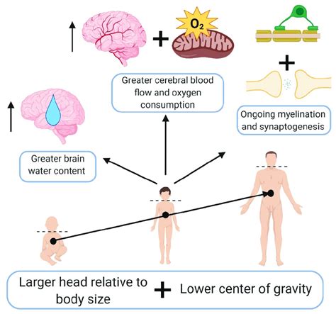 Key Anatomical And Physiological Differences In The Pediatric