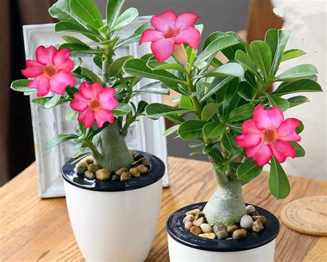 Desert Rose Adenium Obesum 5 Seeds House Plant Bonsai