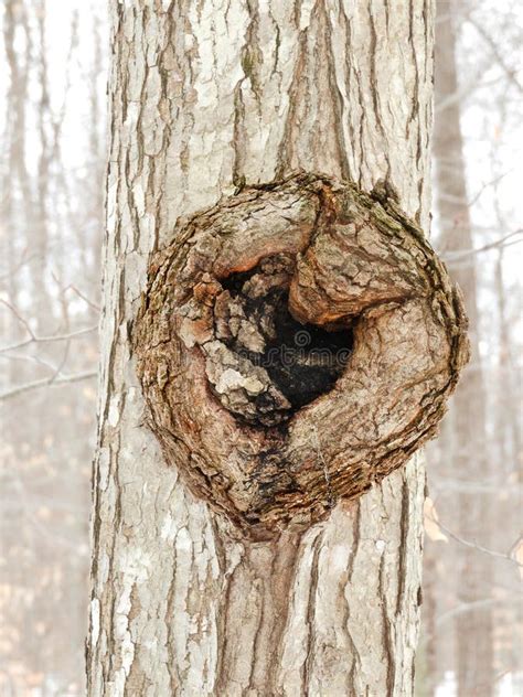 Tree Burl Growing On Forest Tree In NYS FingerLakes Stock Photo Image Of Arbor Botany