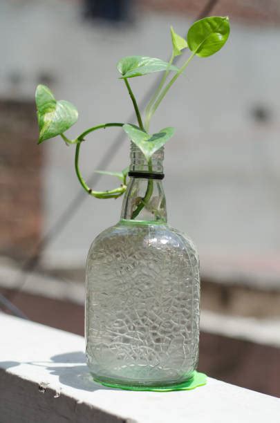Water Money Plant