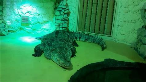 Крокодил. - YouTube