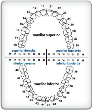 Dentadura Humana Descubre Todas Las Partes De Una Sonrisa Perfecta