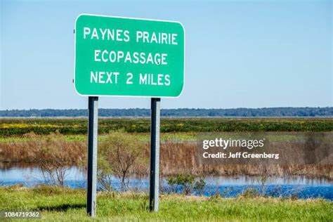 Paynes Prairie Preserve State Park Photos And Premium High Res Pictures