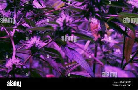 Nitrogen Deficiency Stock Videos And Footage Hd And 4k Video Clips Alamy