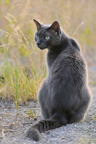 Russische Blauwe Kat Cat Breeds Cat Pose Beautiful Cats