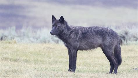Black Wolf Grey Online