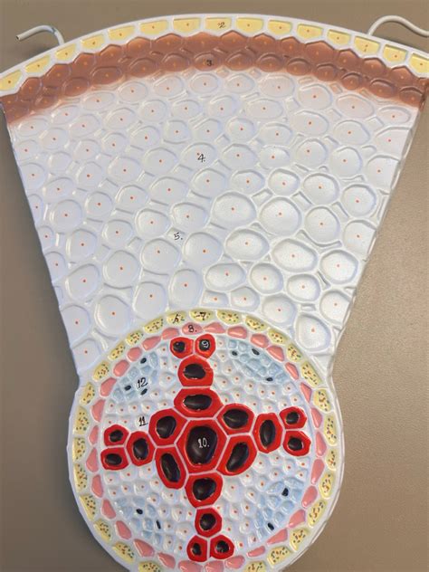 Dicot Root Diagram Quizlet