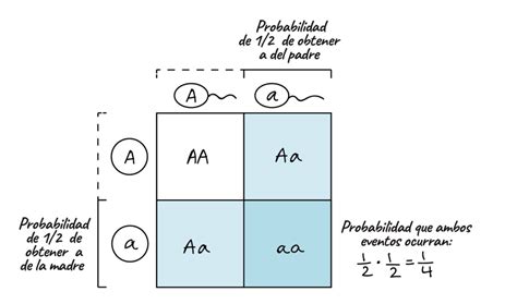 Ejemplos De Sinartrosis Conexiones Inmóviles En El Cuerpo Humano