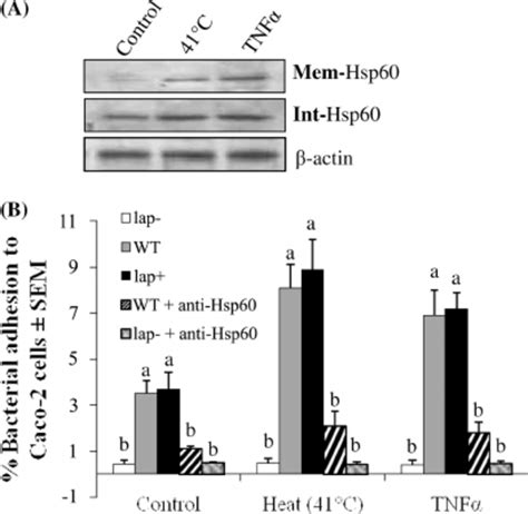 Influence Of Caco 2 Hsp60 Expression On Lap Mediated Adhesion Of L Download Scientific Diagram