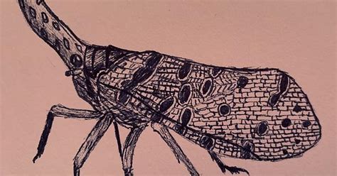 Fulgoridae 6102020 Sketchdaily Album On Imgur