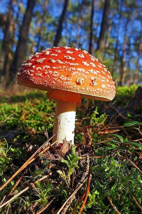 77 Csp Texture Overlays Ideas In 2025