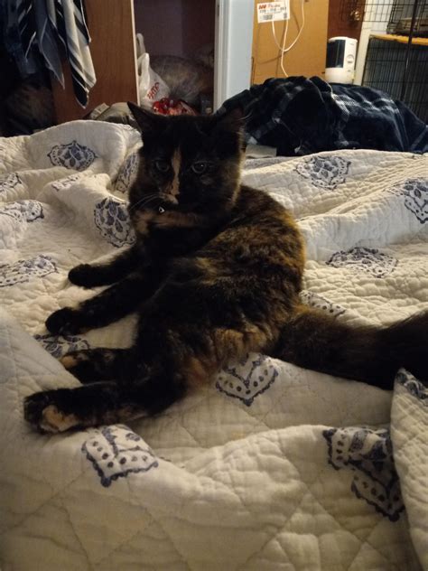 Toad The Blanket Killer R Witchcraft