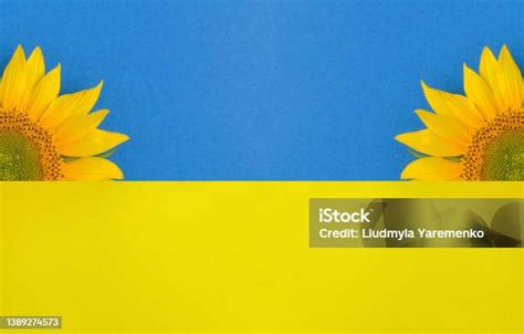 색깔의 배경에 해바라기 공간을 복사합니다 맨 위 보기입니다 0명에 대한 스톡 사진 및 기타 이미지 0명 꽃 나무 꽃 꽃의 구조 Istock