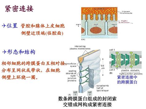 细胞连接、细胞粘附与细胞外基质 细胞生物学 课件1 08word文档在线阅读与下载无忧文档