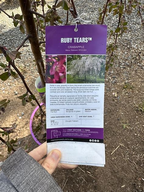 Ruby Tears Crabapple Tree Info R Gardening