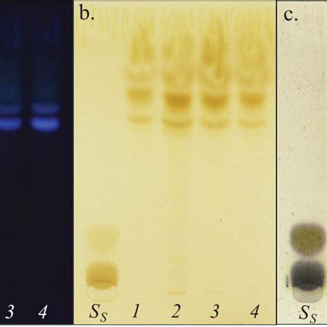 Tlc Of Biosurfactant Produced By B Megaterium Ibbpo17 Grown In The Download Scientific Diagram