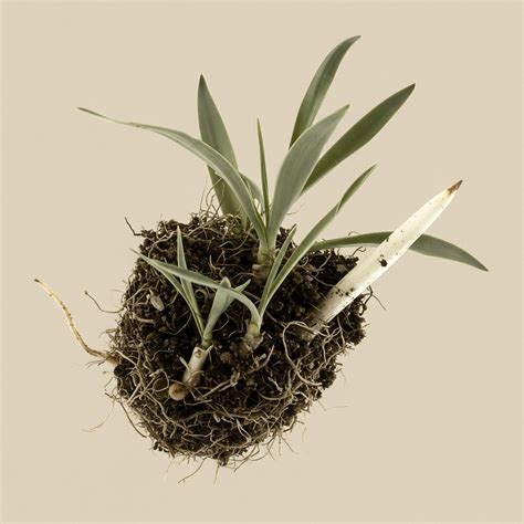 What Are The Ethical Considerations Surrounding The Genetic