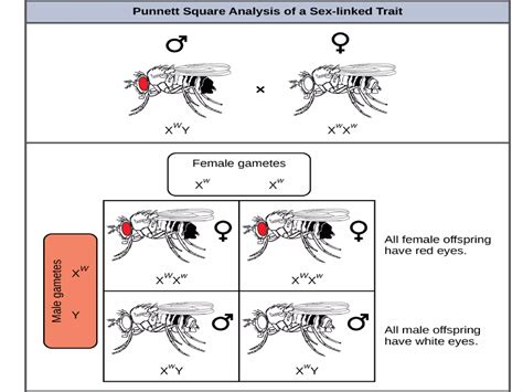 Nondisjunction And Its Implications Ppt Pptx