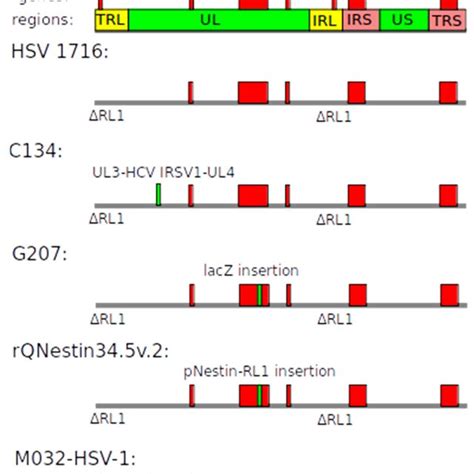 Schematic Of The Herpes Simplex Virus 1 Hsv 1 Based Vectors The