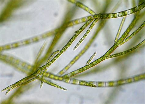 Stigeoclonium Chaetophoraceae Manaaki Whenua