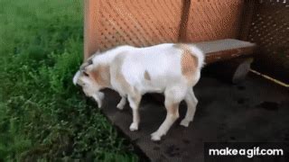 Fainting Goat  Did You Know Our Tennessee Fainting Goats Are