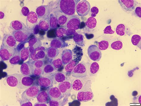 Tumour On The Dark Side Awanui Veterinary
