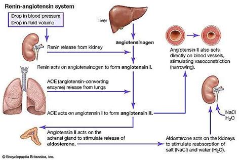 Primary Hyperaldosteronism Amplifies Cardio Metabolic Anomalies Gt Health
